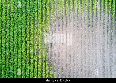Aerial image of soybean field with problematic parts of ground, shoot ...