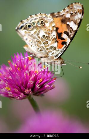 Closeup of Vanessa cardui, commonly called the painted lady Stock Photo ...