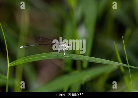 Portrait of damselfly - Black-kneed Featherlegs (Copera ciliata Stock ...