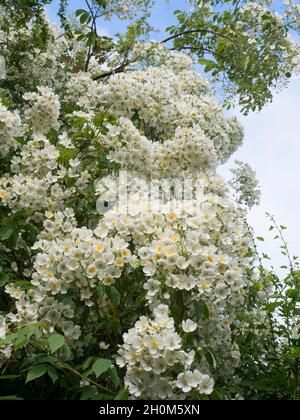 Rosa filipes "Kiftsgate" climbing rose drifting over ornamental ...
