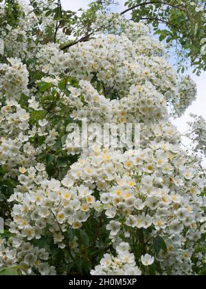 Rosa filipes "Kiftsgate" climbing rose drifting over ornamental ...