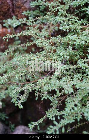 Pilea microphylla (Also called rockweed, artillery plant, gun powder ...