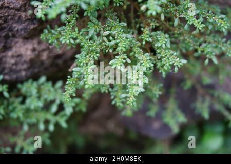 Pilea microphylla (Also called rockweed, artillery plant, gun powder ...