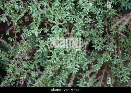 Pilea microphylla (Also called rockweed, artillery plant, gun powder ...