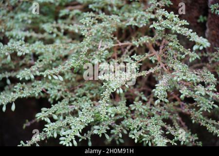 Pilea microphylla (Also called rockweed, artillery plant, gun powder ...
