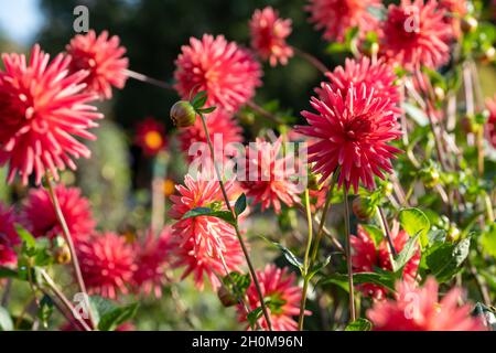 Dahlia 'Josudi Hercules' in flower Stock Photo - Alamy