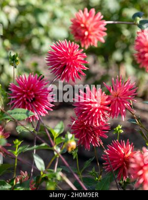 Dahlia 'Josudi Hercules' in flower Stock Photo - Alamy