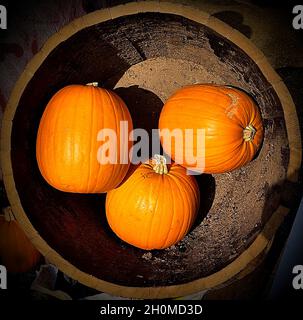 pumpkins in a barrel Stock Photo - Alamy