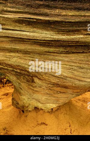 Chaotic natural patterns and textures formed as trees age and ...
