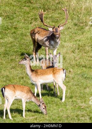 Fallow deer at Margam Park, South Wales Stock Photo - Alamy