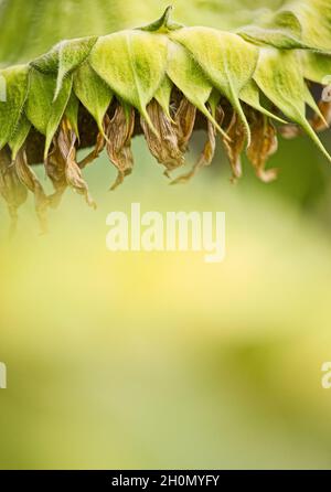 Withered sunflowers (Helianthus annuus) in the backlight, Mindelheim ...
