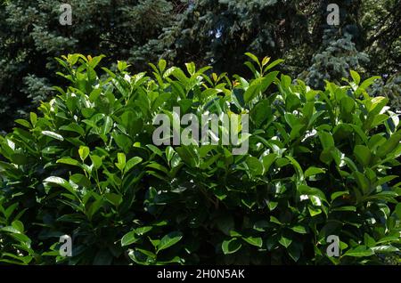 cherry-laurel (Prunus laurocerasus 'Rotundifolia', Prunus laurocerasus ...
