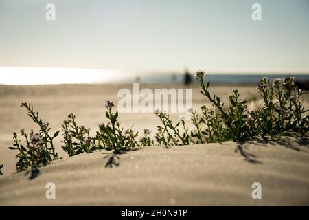 Selective of flowers growing on a sandy beach in the morning Stock ...