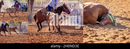 Panoramic collage of calves being lassoed by cowboys in a calf roping ...