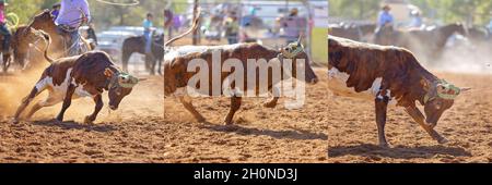 Panoramic collage of calves being lassoed by cowboys in a calf roping ...
