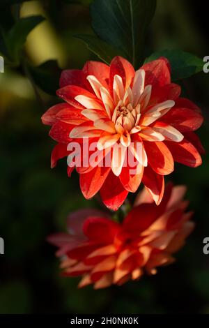 Stunning dark pink dahlia flowers by ame Polventon Kristobel ...