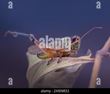 Red-legged cricket on a leaf on a blurred green background Stock Photo ...
