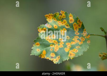 Hawthorn Rust Disease, Leaves infected with Rust Fungus ...