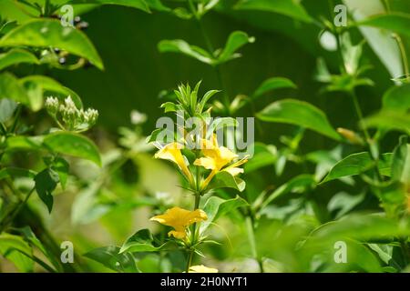 Barleria prionitis (Barleria prionitis, Prionitis hystrix, bunga landak ...
