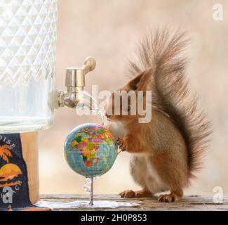 Red squirrel and hands with a earth globe Stock Photo - Alamy