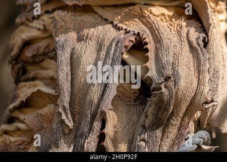 Uitenhage, Eastern Cape Province, South Africa Stock Photo - Alamy