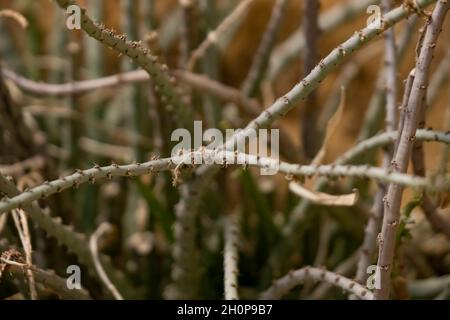 Caralluma sinaica a perennial desert succulent native range North East ...