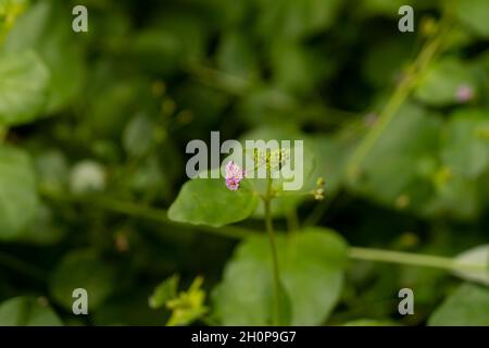 Alena Boerhavia repens a member of Nyctaginaceae Stock Photo - Alamy
