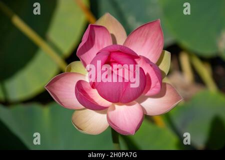 Lotus Flower is one of two extant species of aquatic plant in the ...