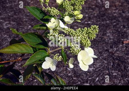 Creamy-white Panicle Hydrangea (Hydrangea paniculata 'Savill Lace ...