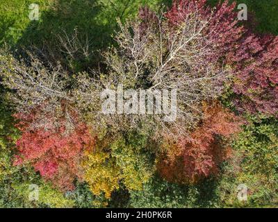 Autumn trees from above Stock Photo - Alamy