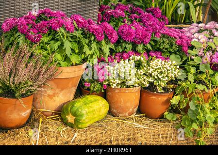 Ceramic flower pots with bright pepper and autumn flowers, illuminated by sunlight Stock Photo ...