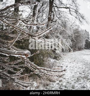 Ice storm impacts on trees Stock Photo - Alamy