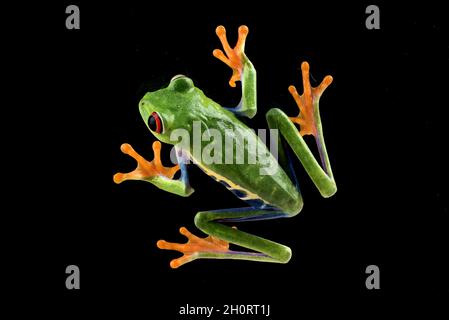 Overhead view of a red-eyed tree frog on a black background Stock Photo ...