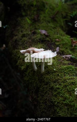 Closeup shot of two white pluteus mushrooms Stock Photo - Alamy
