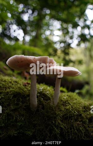 Closeup shot of two white pluteus mushrooms Stock Photo - Alamy