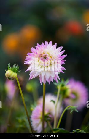 Flowering pink dahlia flower blossom Stock Photo - Alamy