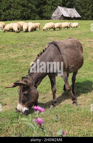 Donkey grazing in the autumn pasture. White young donkey Stock Photo ...