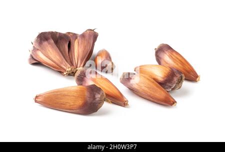 Pinhao, pine tree seeds isolated over white background Stock Photo - Alamy
