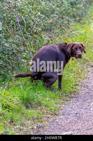 dog defecating on the grass in the rain Stock Photo - Alamy