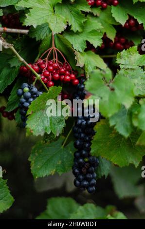 Healthy viburnum tea on light table Stock Photo - Alamy