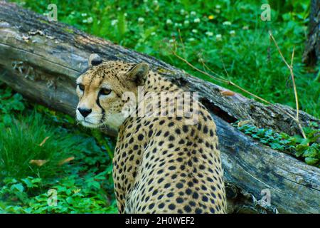 Closeup shot of a predatory cheetah in the forest on a sunny day Stock ...