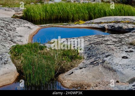 Grass growing in pond on island in Fjällbacka archipelago on the western coastline of Sweden ...