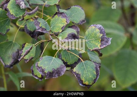 Sodium and Chloride toxicity in Leaves Stock Photo - Alamy