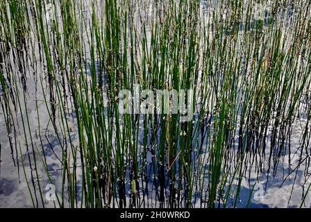 Vegetation on an island in Fjällbacka archipelago on the western coastline of Sweden Stock Photo ...