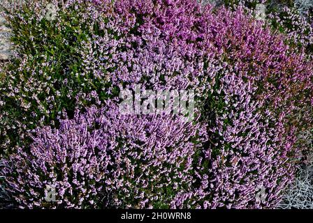 Vegetation on island in Fjällbacka archipelago on the Swedish westcoast ...