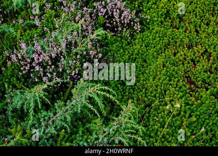Vegetation on island in Fjällbacka archipelago on the Swedish westcoast ...