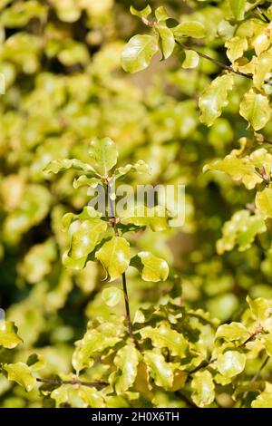 Pittosporum tenuifolium 'Warnham Gold' Stock Photo - Alamy