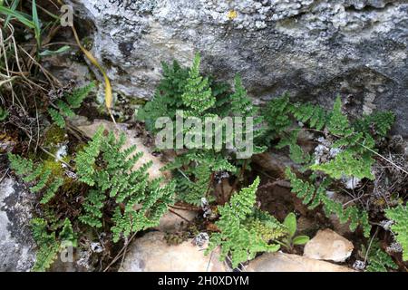 Cheilanthes persica, Allosorus persicus, Pteridaceae. Wild plant shot ...