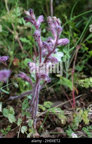 Orobanche pubescens, Orobanchaceae. Wild plant shot in summer Stock ...