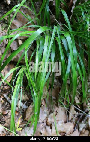 Luzula luzuloides, Juncaceae. Wild plant shot in summer Stock Photo - Alamy